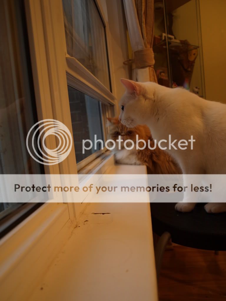 Sunday Cat! 17th July 2011 ((-:‏ | Page 2 | DPReview Forums