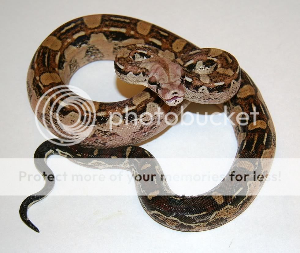 08 Aztec - RedTailBoas Ultimate Reptile Community